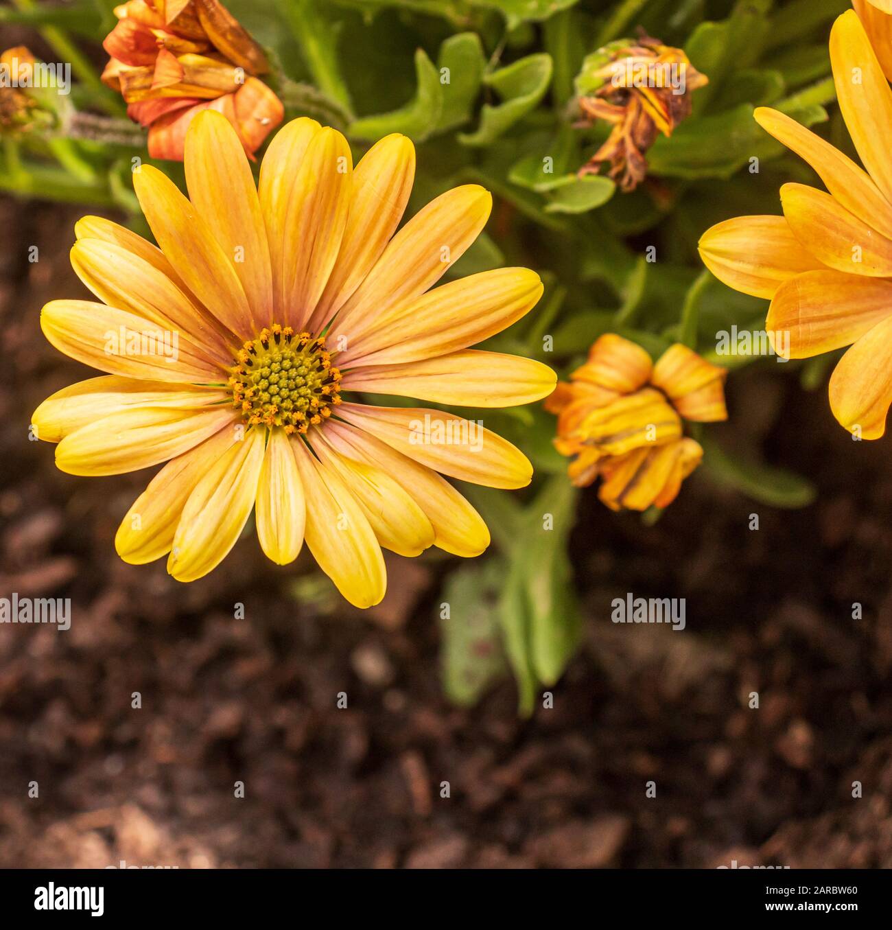 Dimorphotheca, South African daisy Flower Stock Photo - Alamy