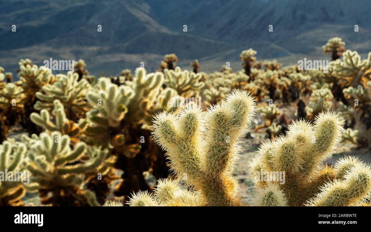 Cholla Cactus Garden in Joshua Tree National Park Stock Photo - Alamy