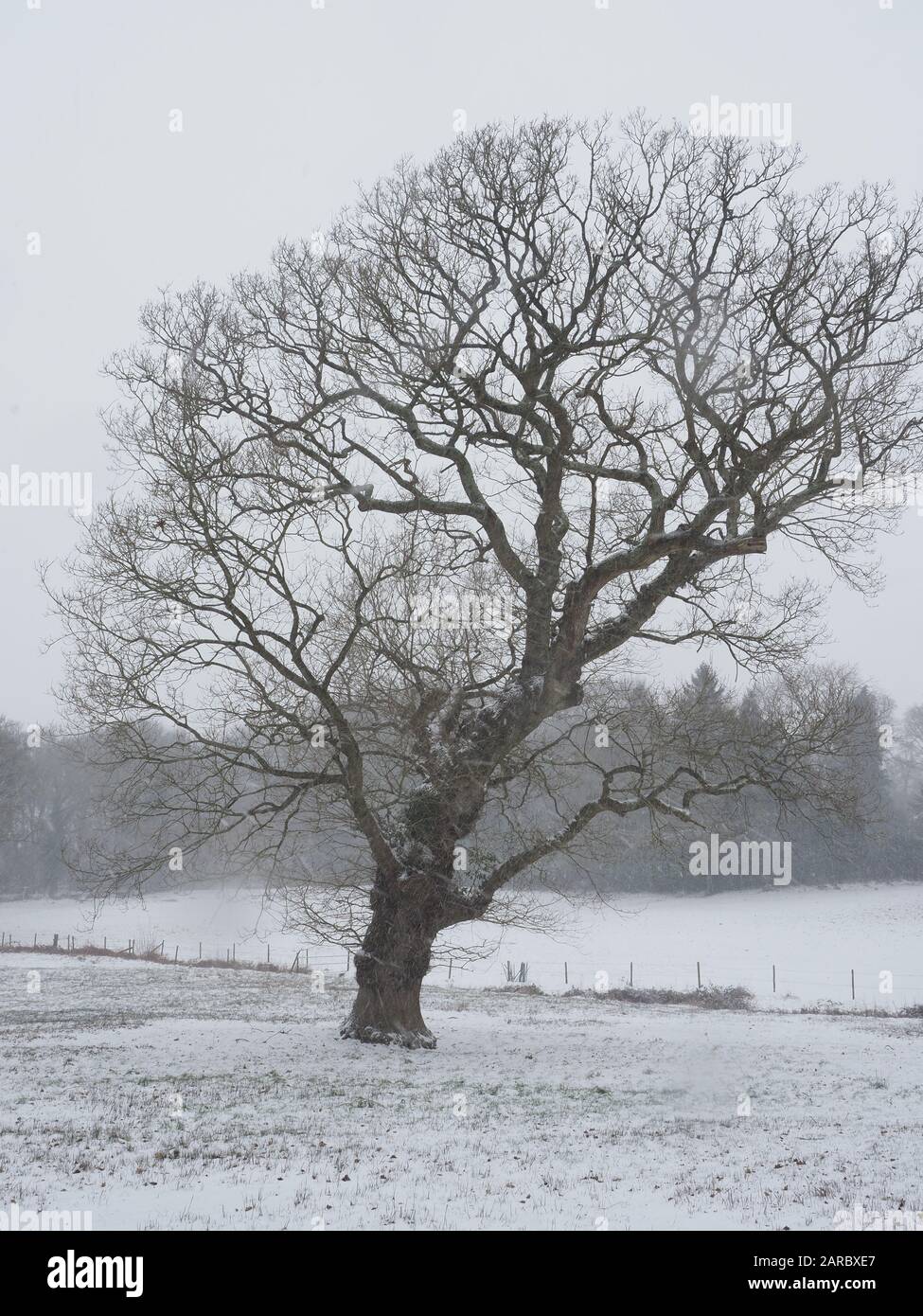 an oak tree in a snowy field, portrait aspect Stock Photo - Alamy