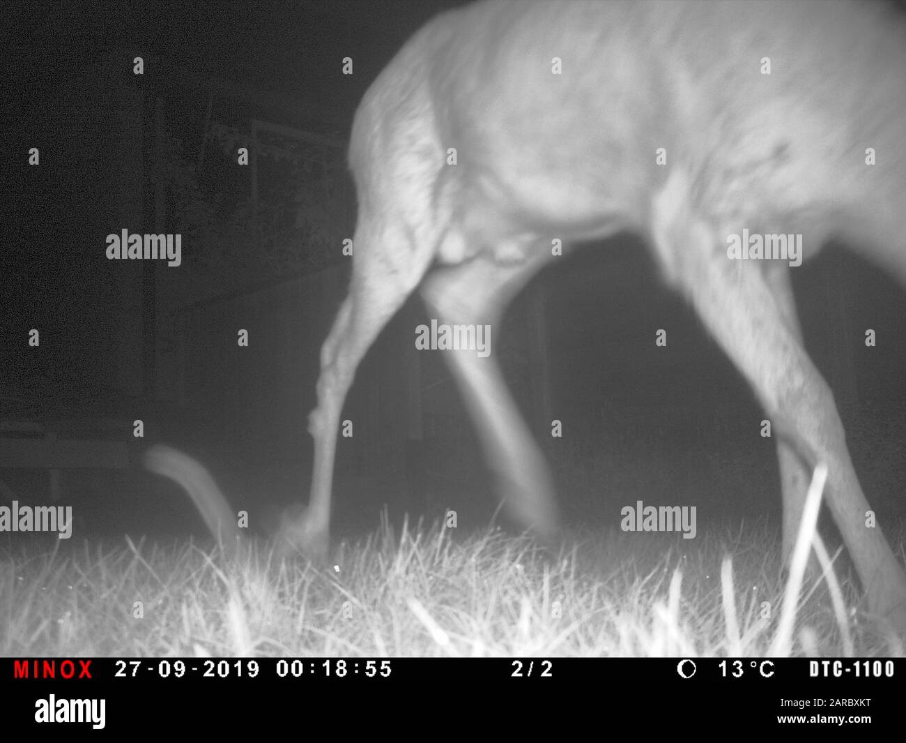 Species radiation hi-res stock photography and images - Alamy