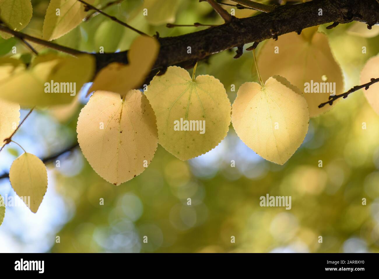 Katsura tree hi-res stock photography and images - Alamy