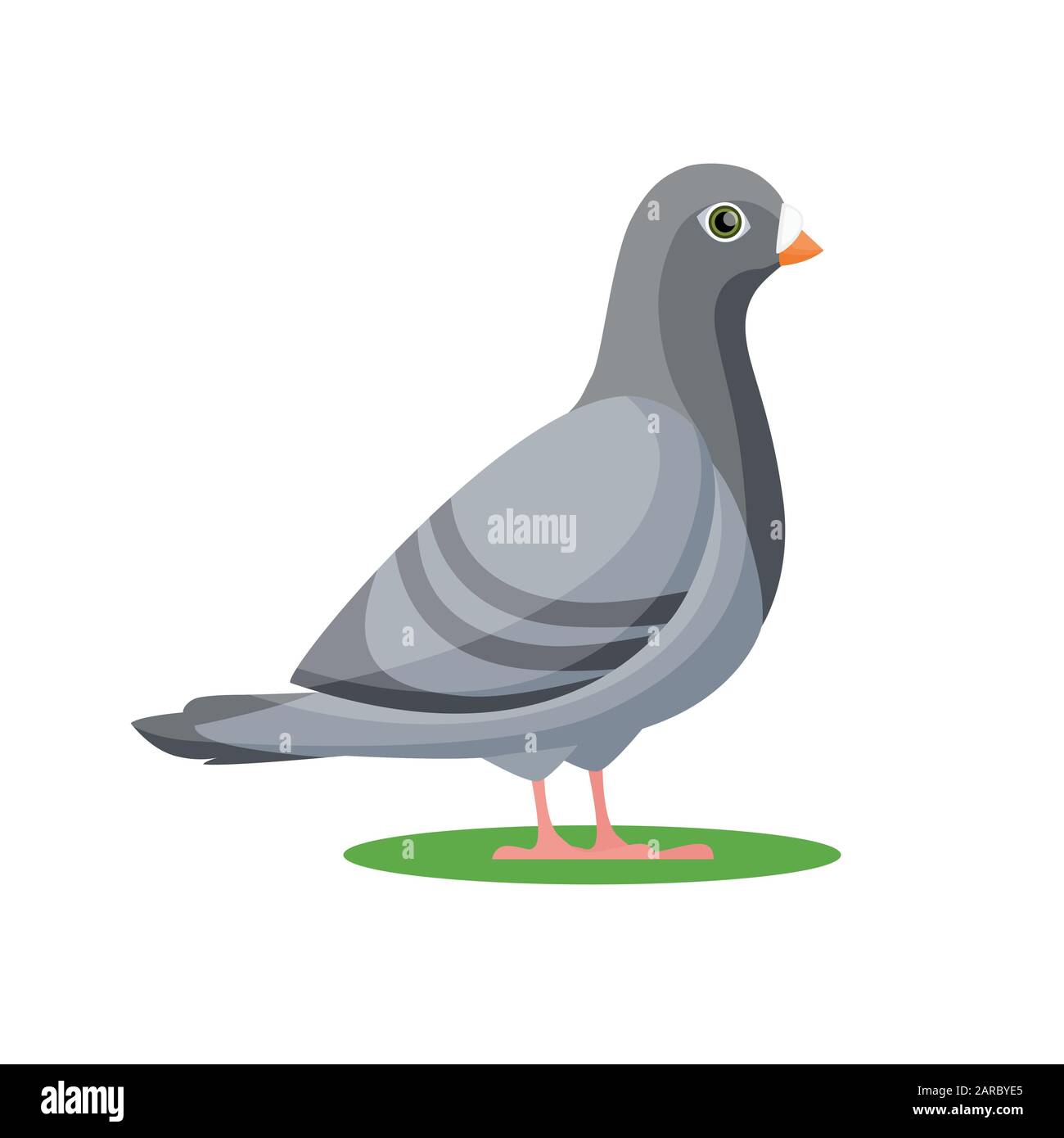 Pigeon bird. vector illustration Stock Vector Image & Art - Alamy