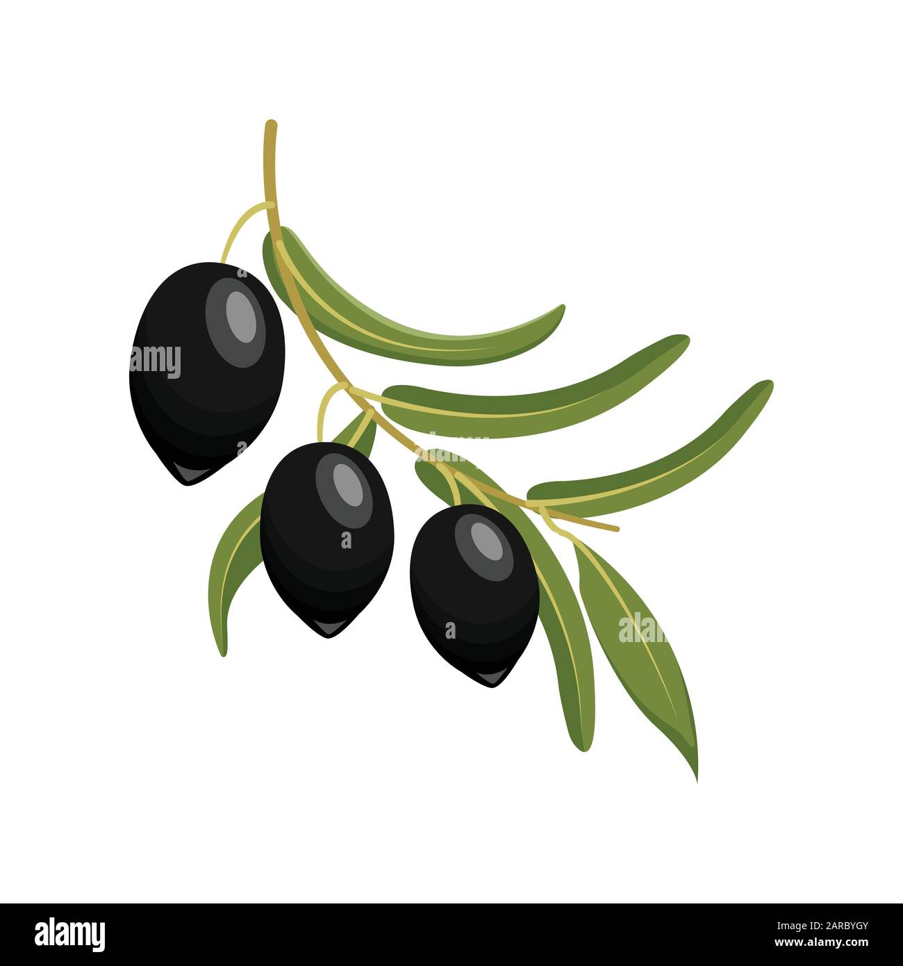 Black olives branch. vector illustration Stock Vector Image & Art - Alamy