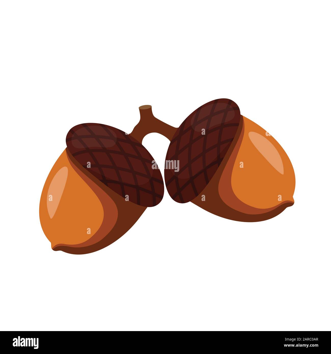 Oak tree acorns. cartoon vector illustration. autumn harvesting Stock ...