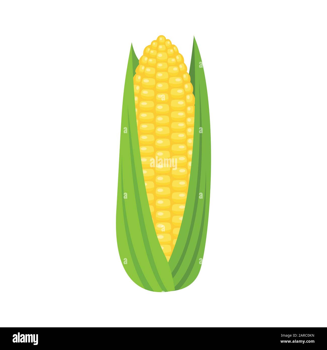 Corn cobs on white background, vector illustration Stock Vector Image ...