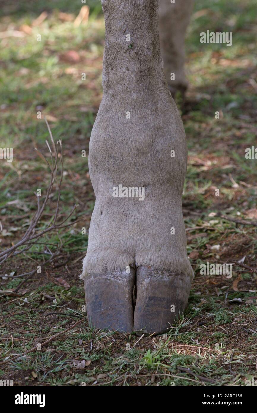 Giraffe hoof hi-res stock photography and images - Alamy