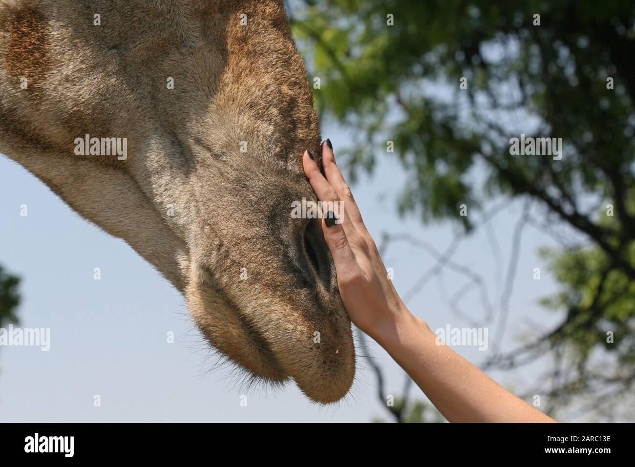 Woman's hand caressing giraffe head, Lion & Safari Park, Gauteng, South ...