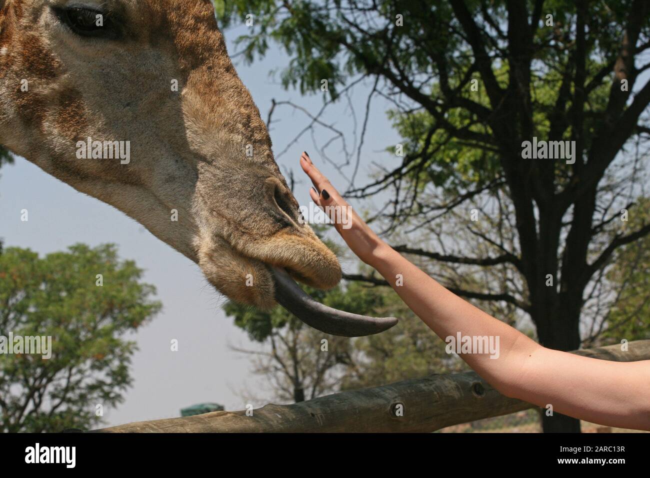 Woman's hand caressing giraffe head, Lion & Safari Park, Gauteng, South ...