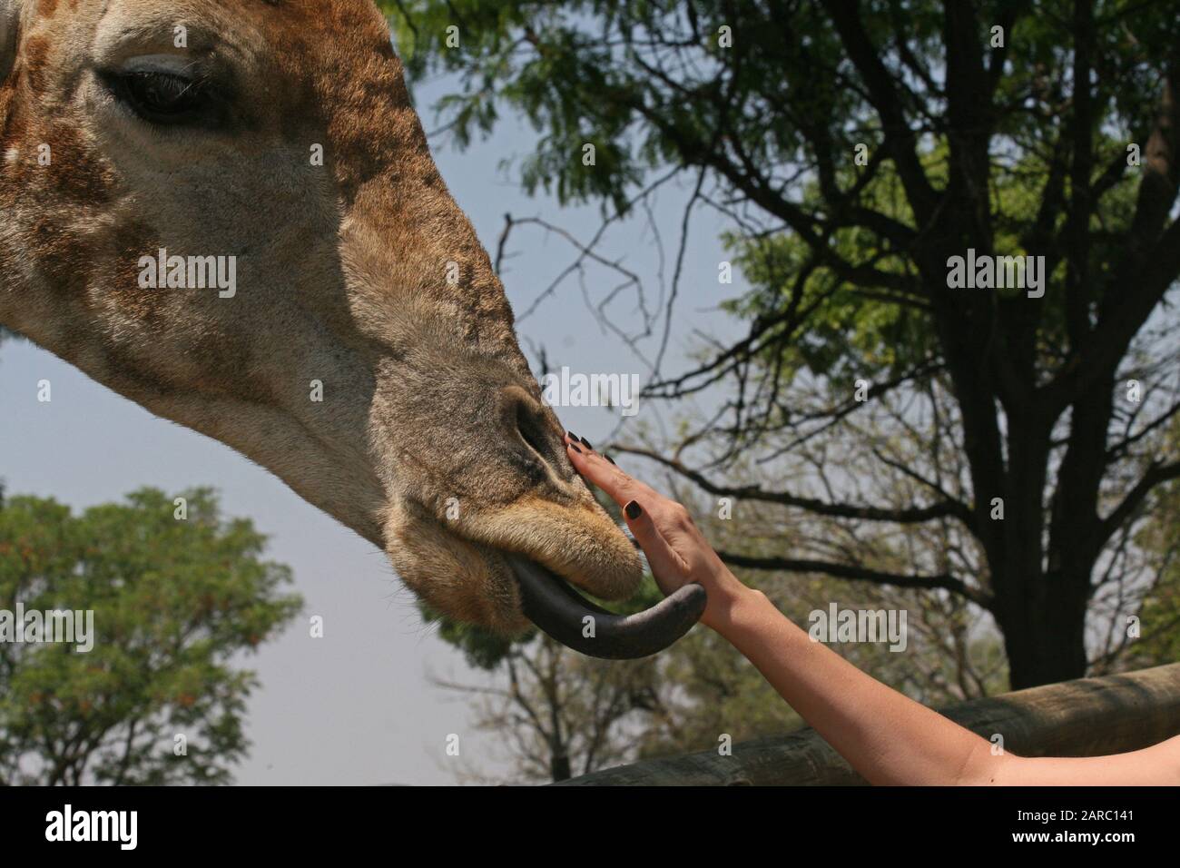 Woman's hand caressing giraffe head, Lion & Safari Park, Gauteng, South ...