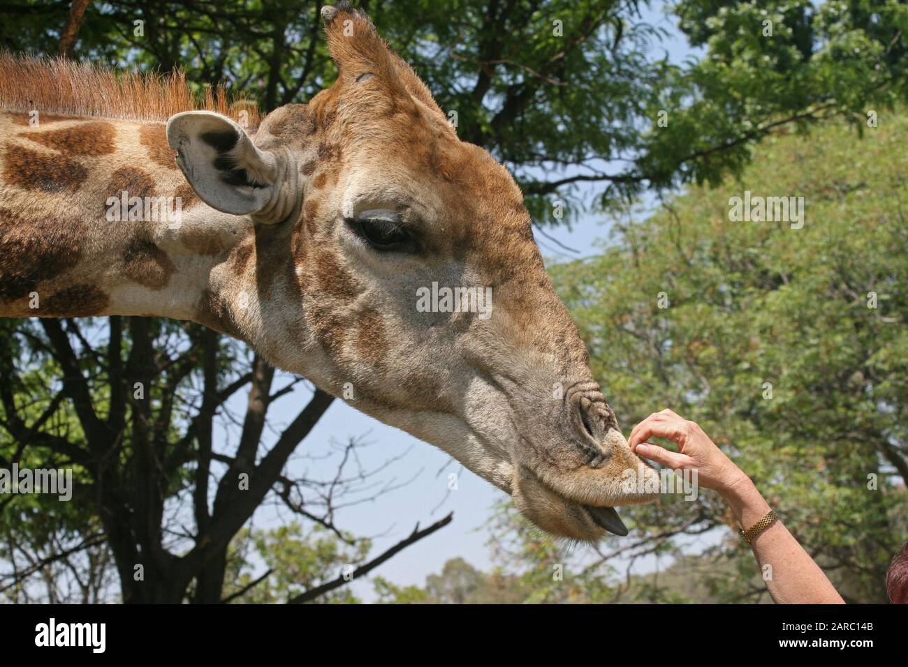 Woman's hand caressing giraffe head, Lion & Safari Park, Gauteng, South ...