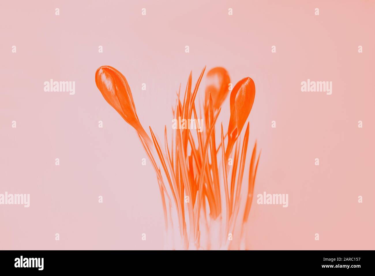 Lush lava color crocuses flowers on the pale orange background Stock ...