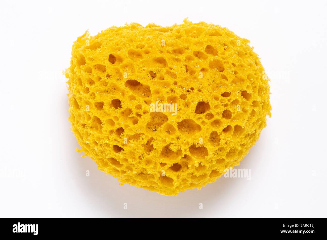 Porifera hi-res stock photography and images - Alamy