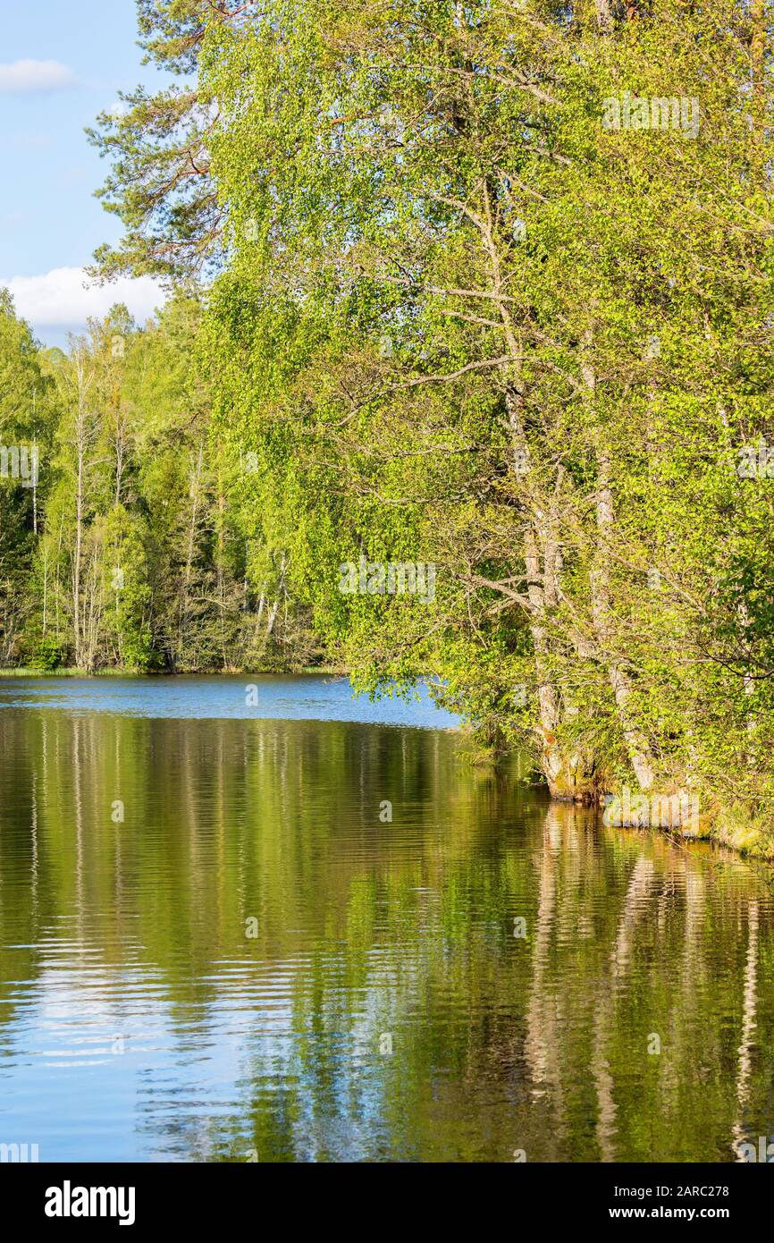 Beach at a forest lake with water reflections Stock Photo - Alamy