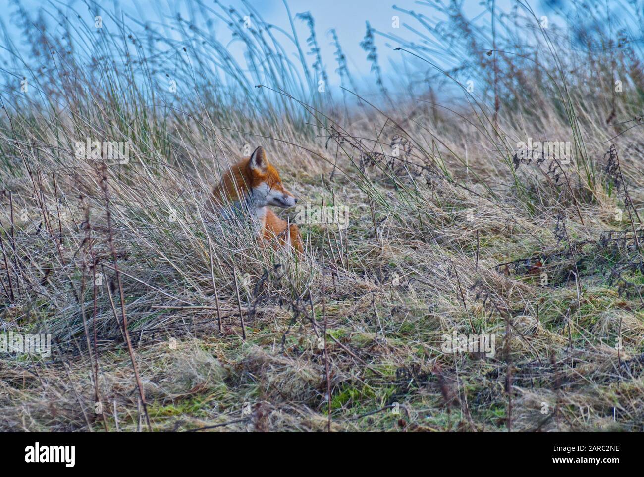 True grasses hi-res stock photography and images - Alamy