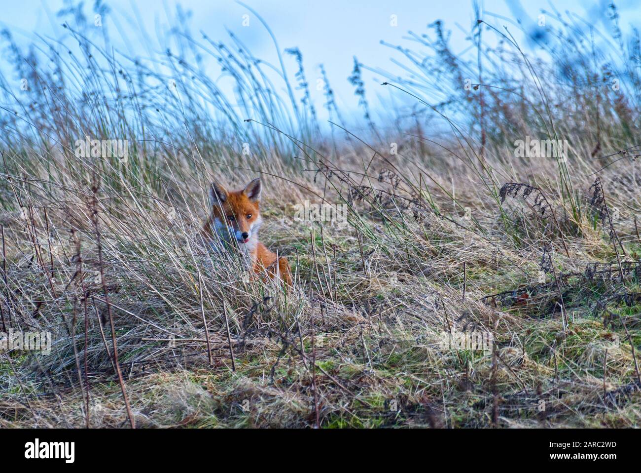Red fox behind grasses hi-res stock photography and images - Alamy