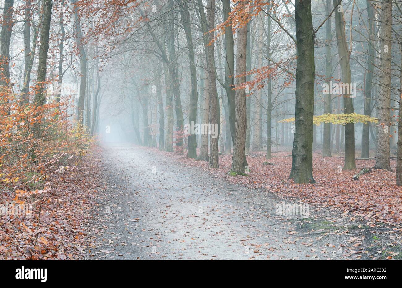 path in misty silent autumn forest Stock Photo - Alamy