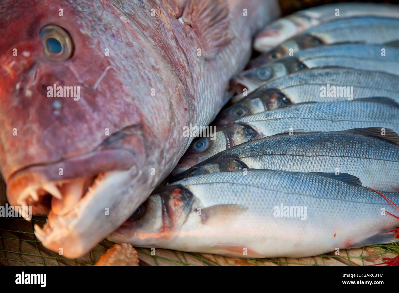 Big fish eating smaller fish hi-res stock photography and images - Alamy