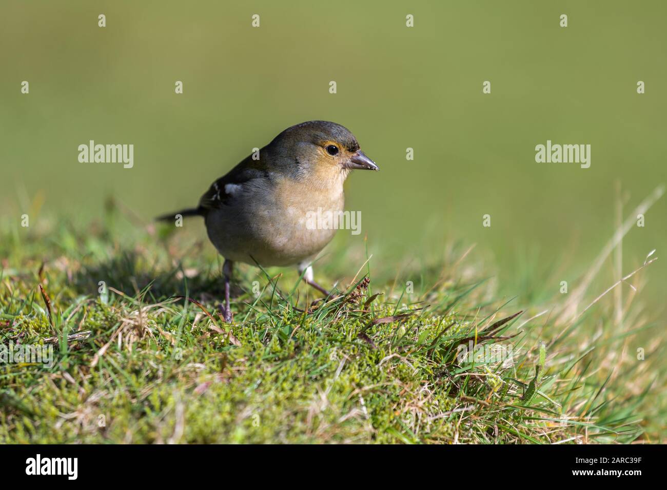 very small passerine bird endemic of Madeira island (madeira firecrest ...