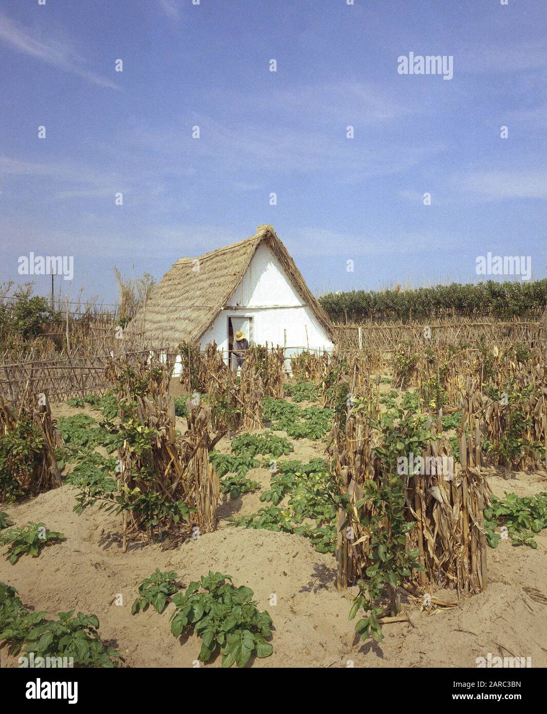 BARRACA EN LA HUERTA. Location: EXTERIOR. EL PALMAR. SPAIN Stock Photo ...