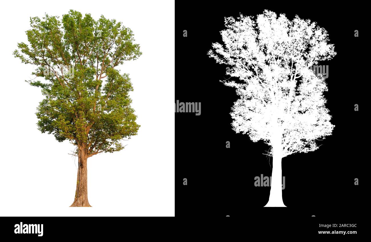 isolated tree on white background with clipping path and alpha channel ...