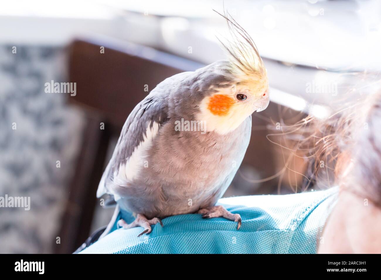 Grey Corella Parrot (Nymphicus hollandicus) sitting on the shoulder ...