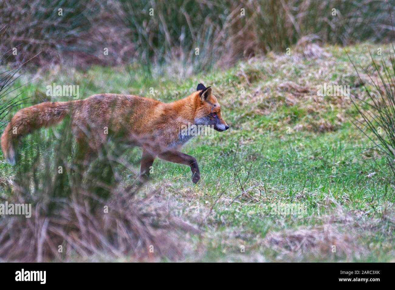 Red fox running away hi-res stock photography and images - Alamy