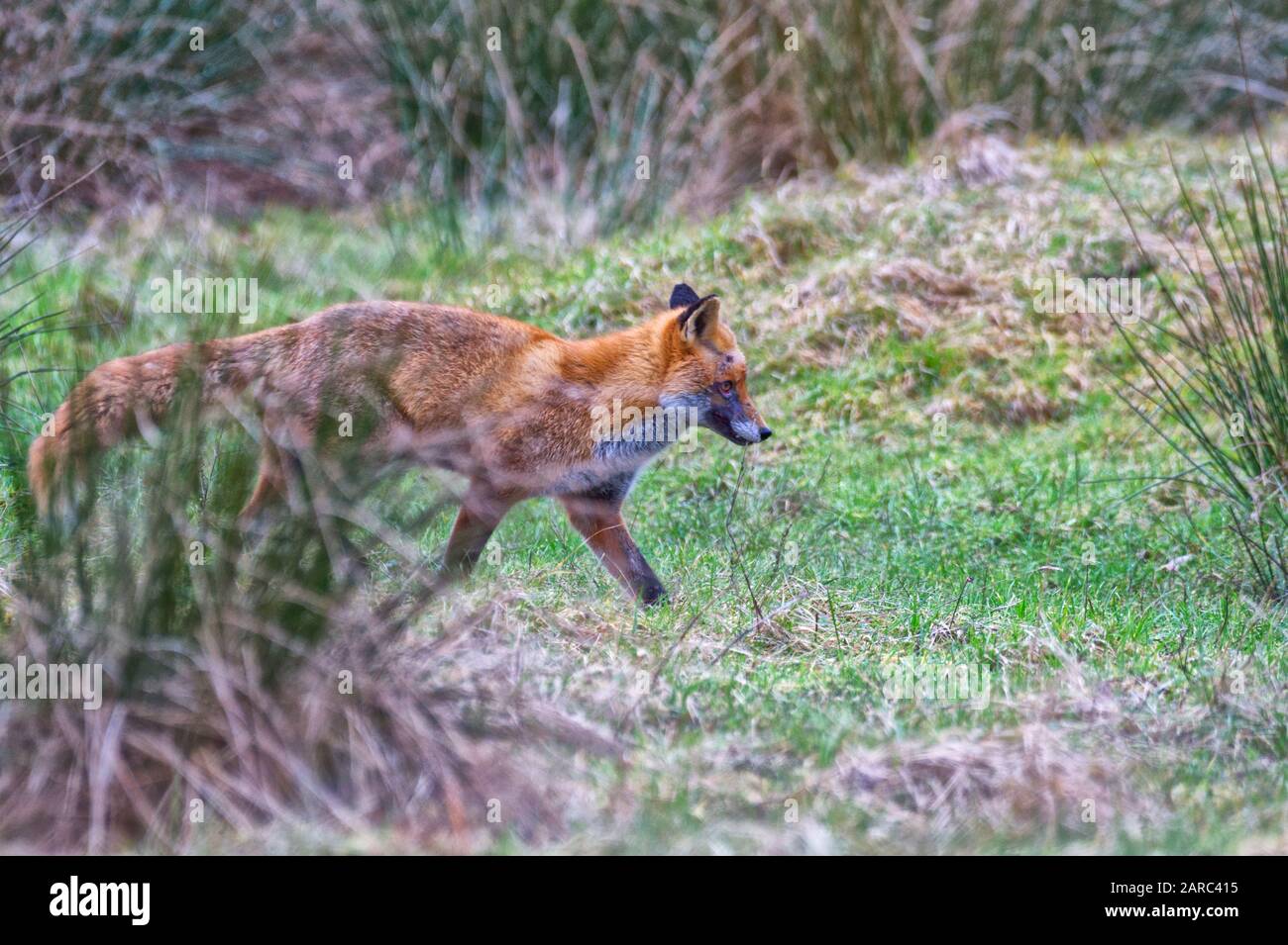 Red fox running away hi-res stock photography and images - Alamy