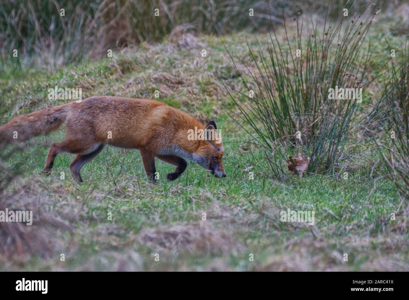 Red fox running away hi-res stock photography and images - Alamy
