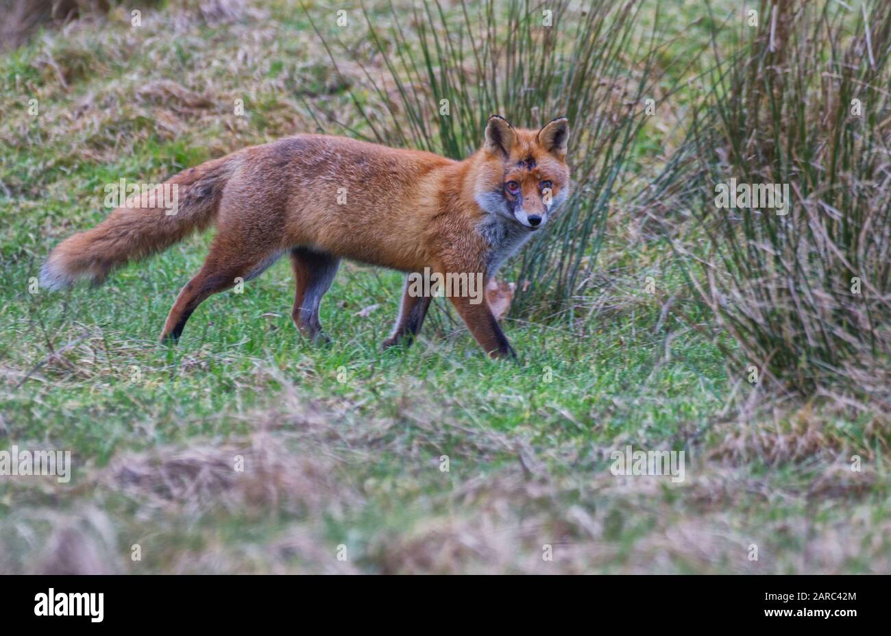 Red fox running away hi-res stock photography and images - Alamy