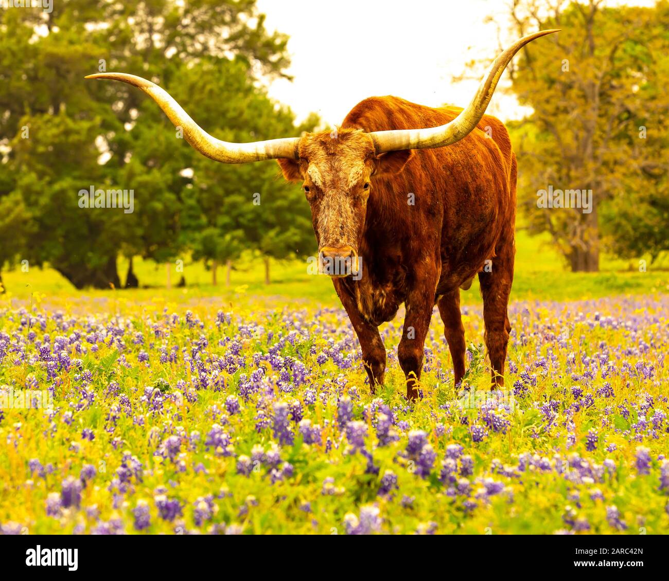 University of texas longhorn fight hi-res stock photography and images ...