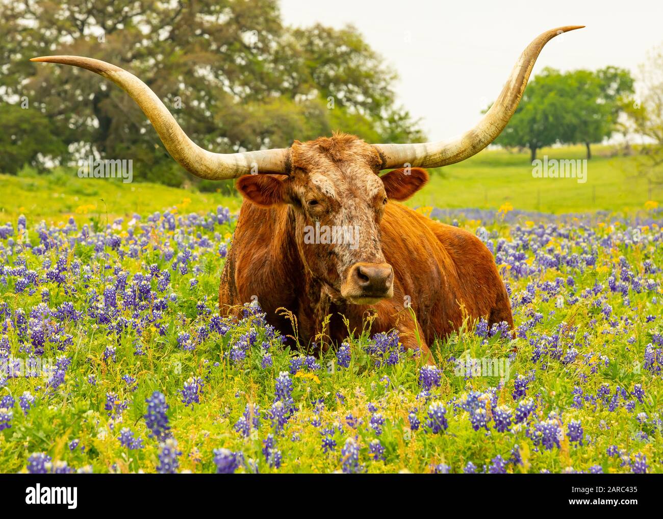 Texas longhorn bluebonnets hi-res stock photography and images - Alamy
