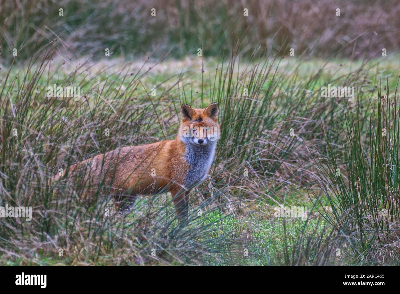 Injured fox hi-res stock photography and images - Alamy