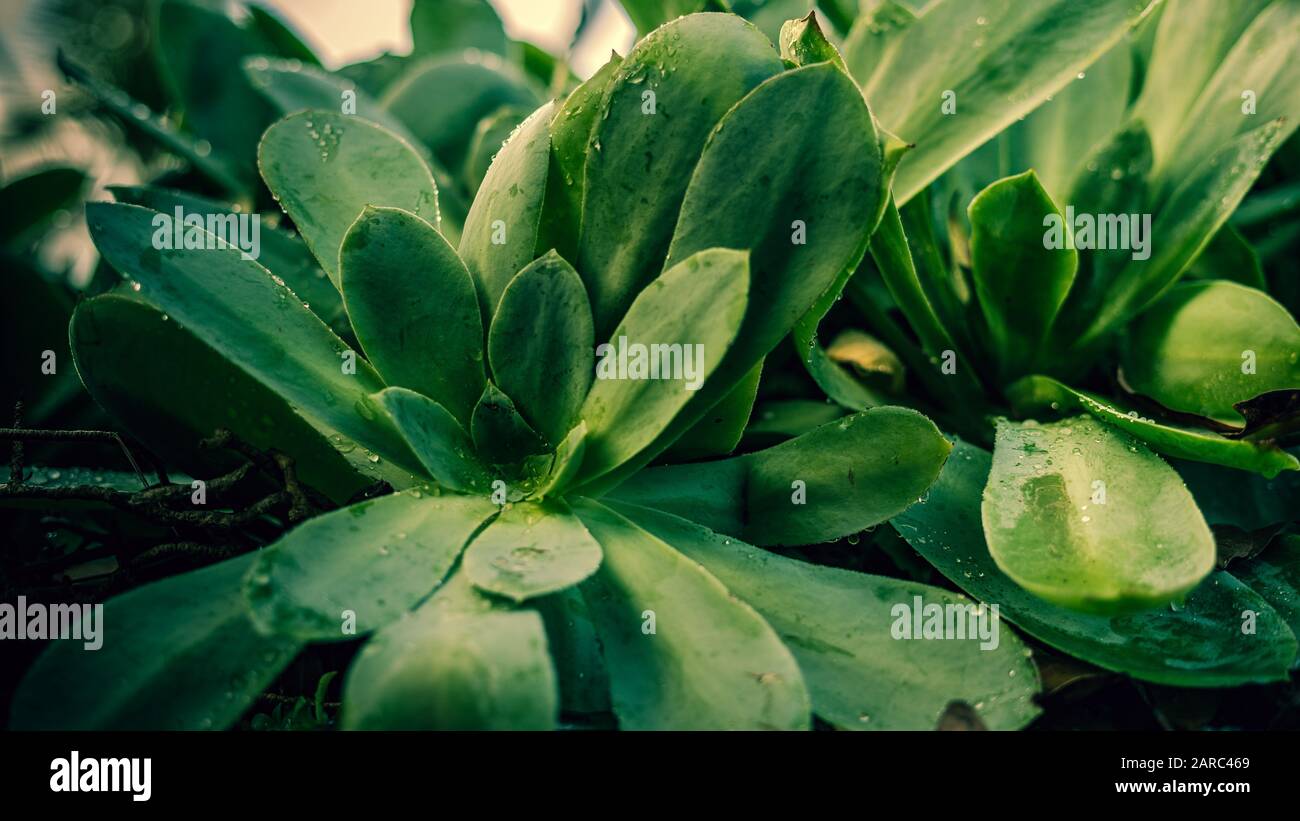 Close up of strong green leaves with bright green colors Stock Photo ...