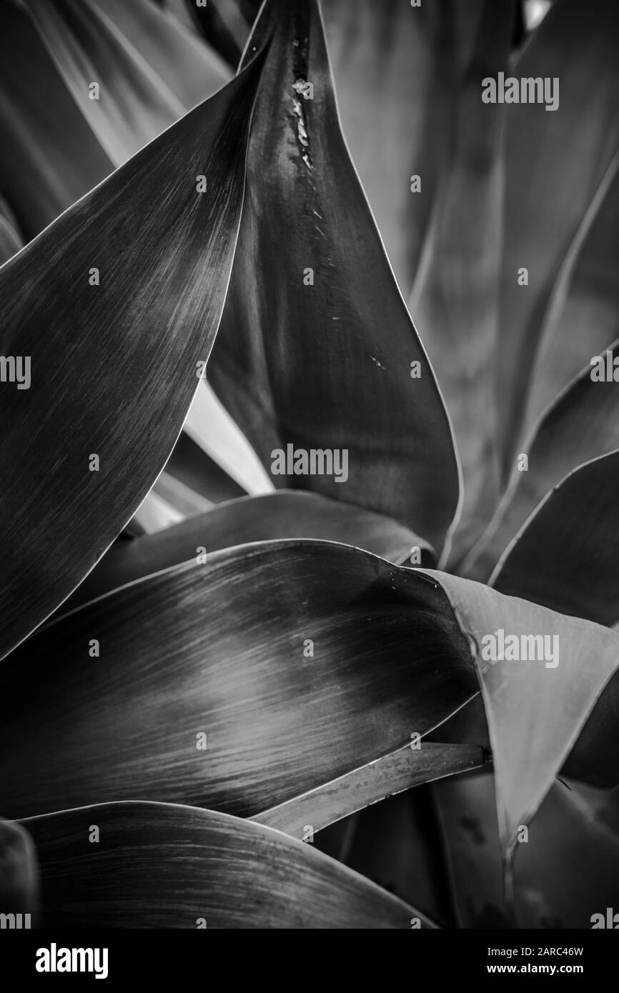 Green scheme Black and White Stock Photos & Images - Alamy