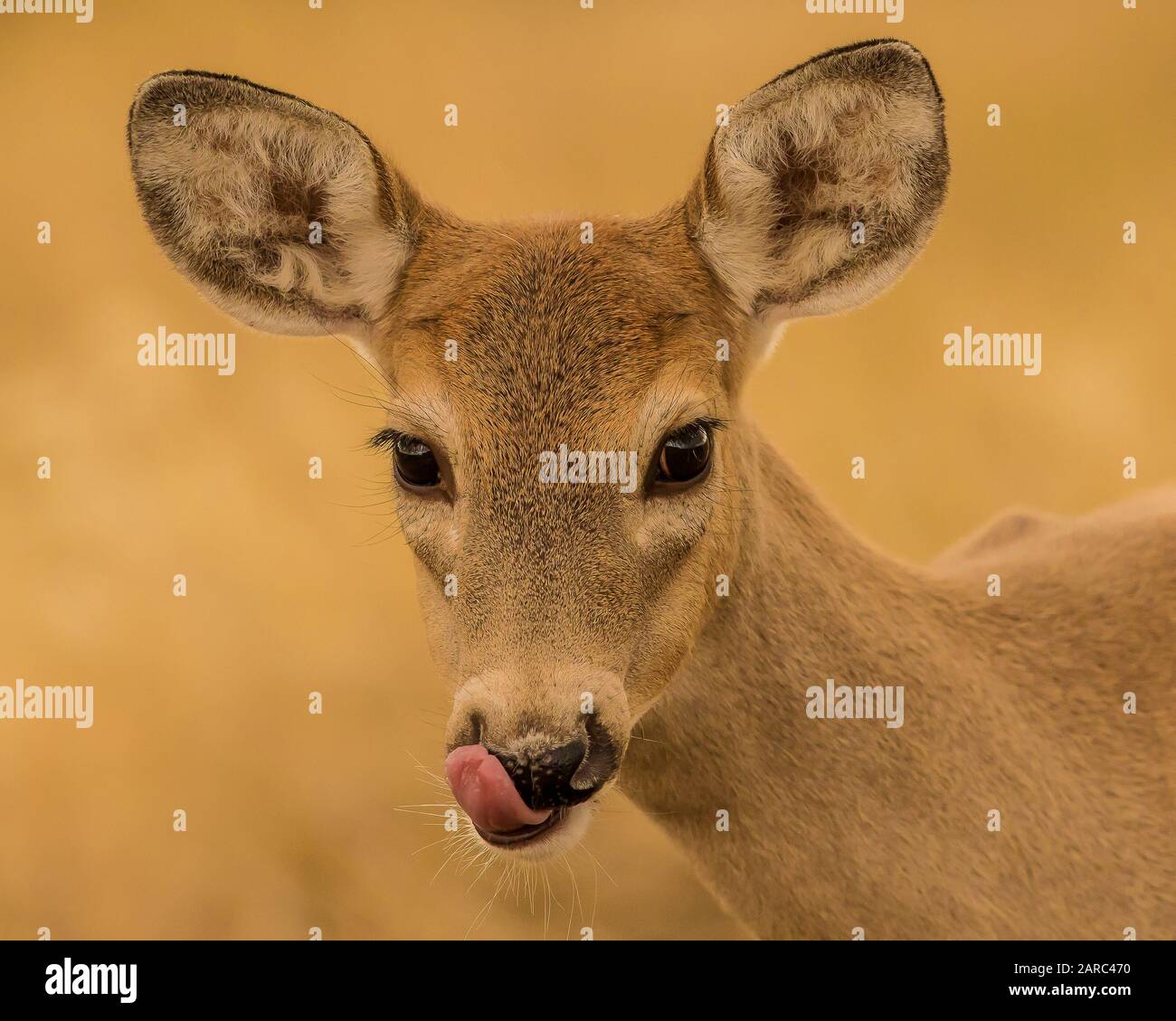 Female mule deer hi-res stock photography and images - Alamy