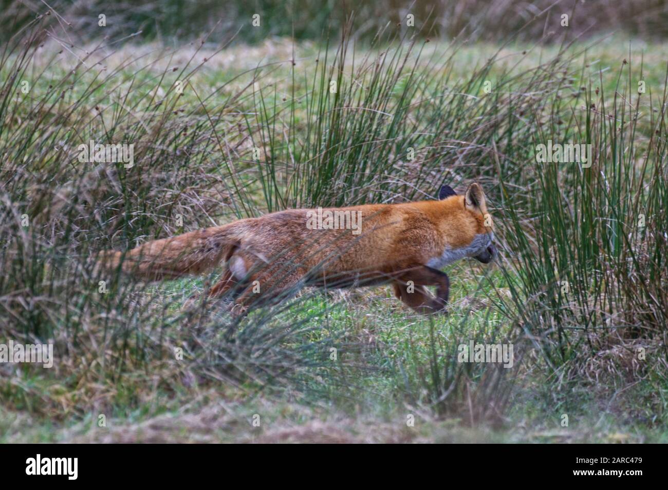 Injured fox hi-res stock photography and images - Alamy