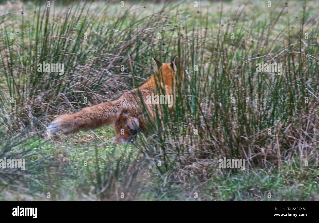 Red fox running away hi-res stock photography and images - Alamy