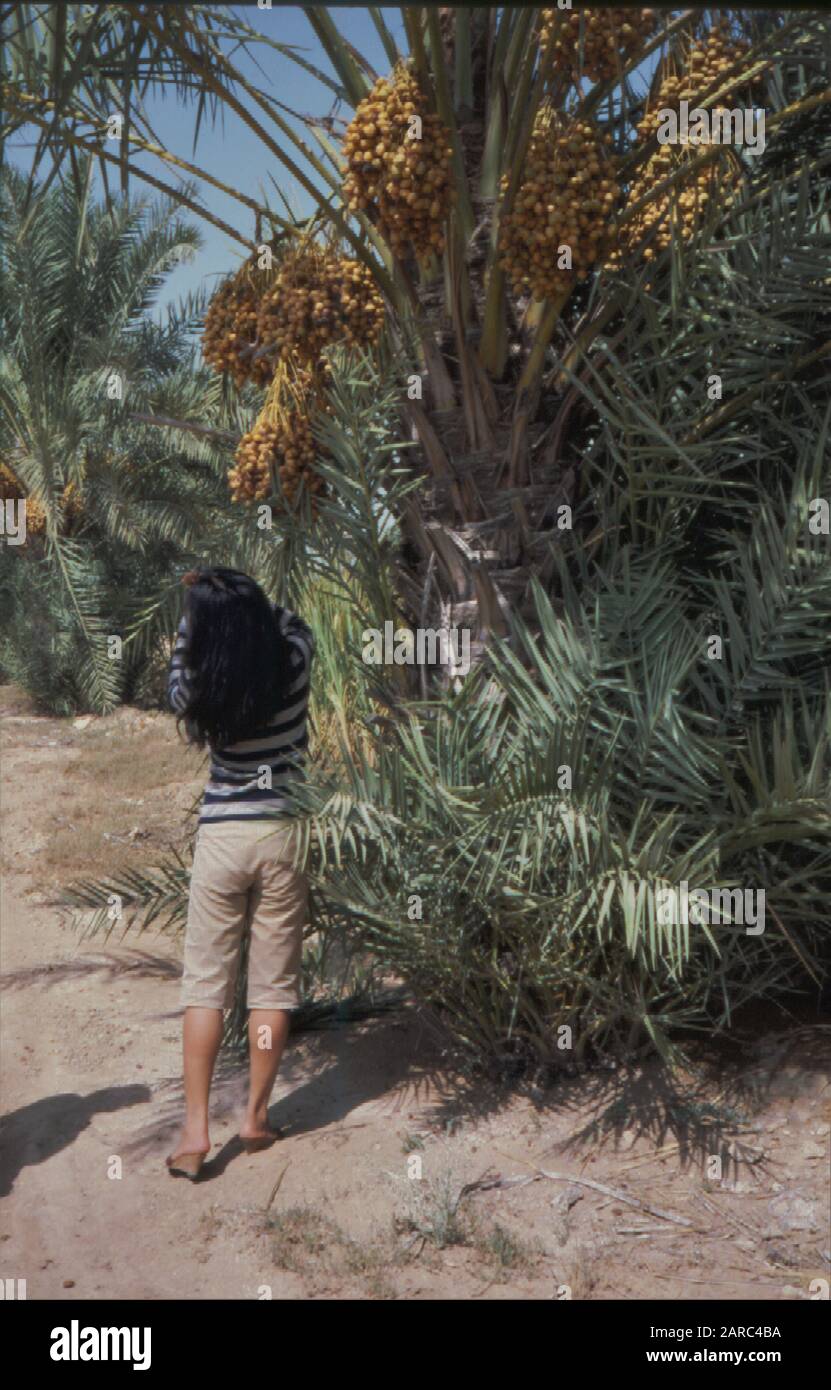 Date Palm, Doha, Qatar Stock Photo - Alamy