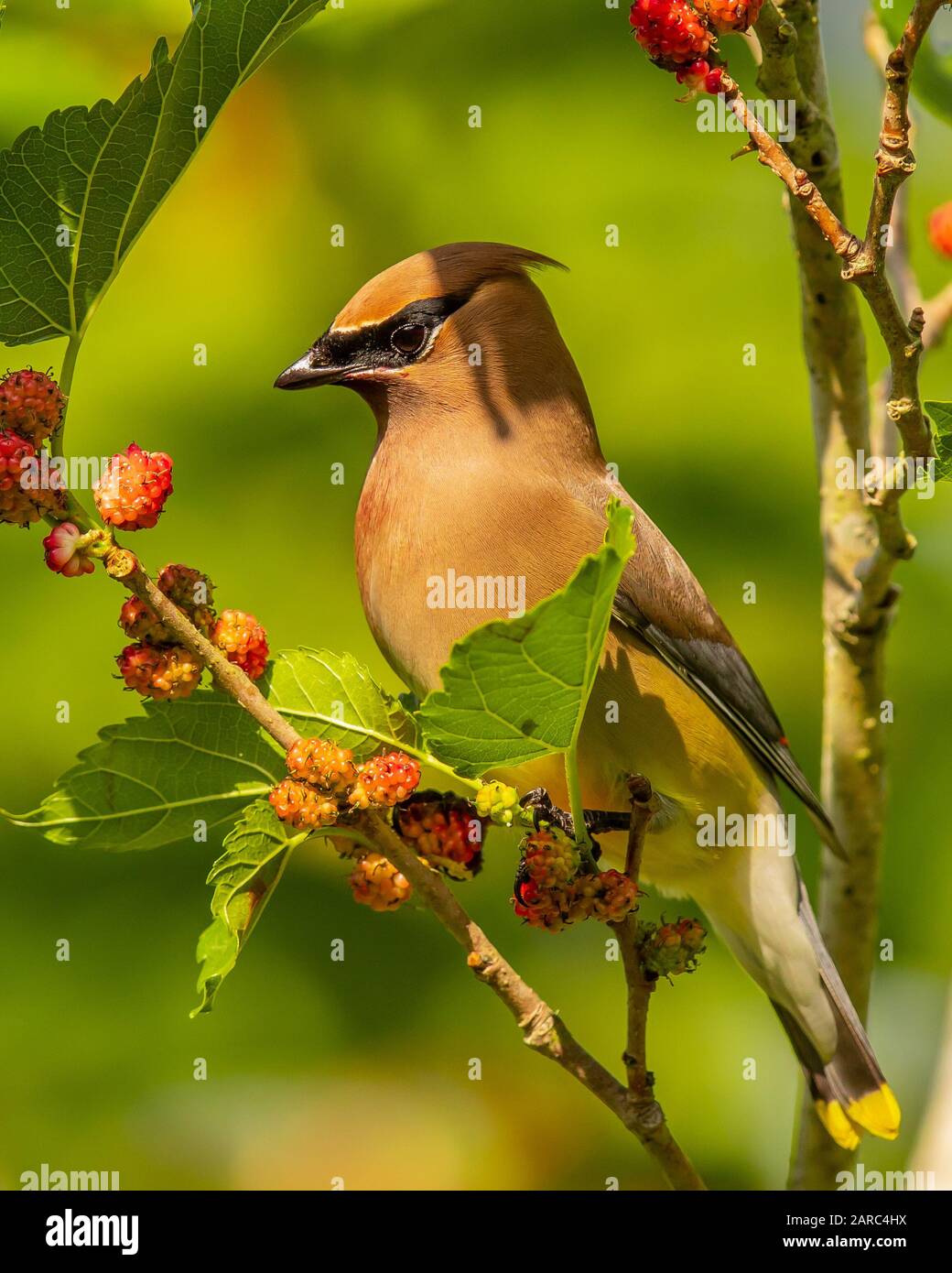 Cedar Waxwing eating berries Stock Photo - Alamy