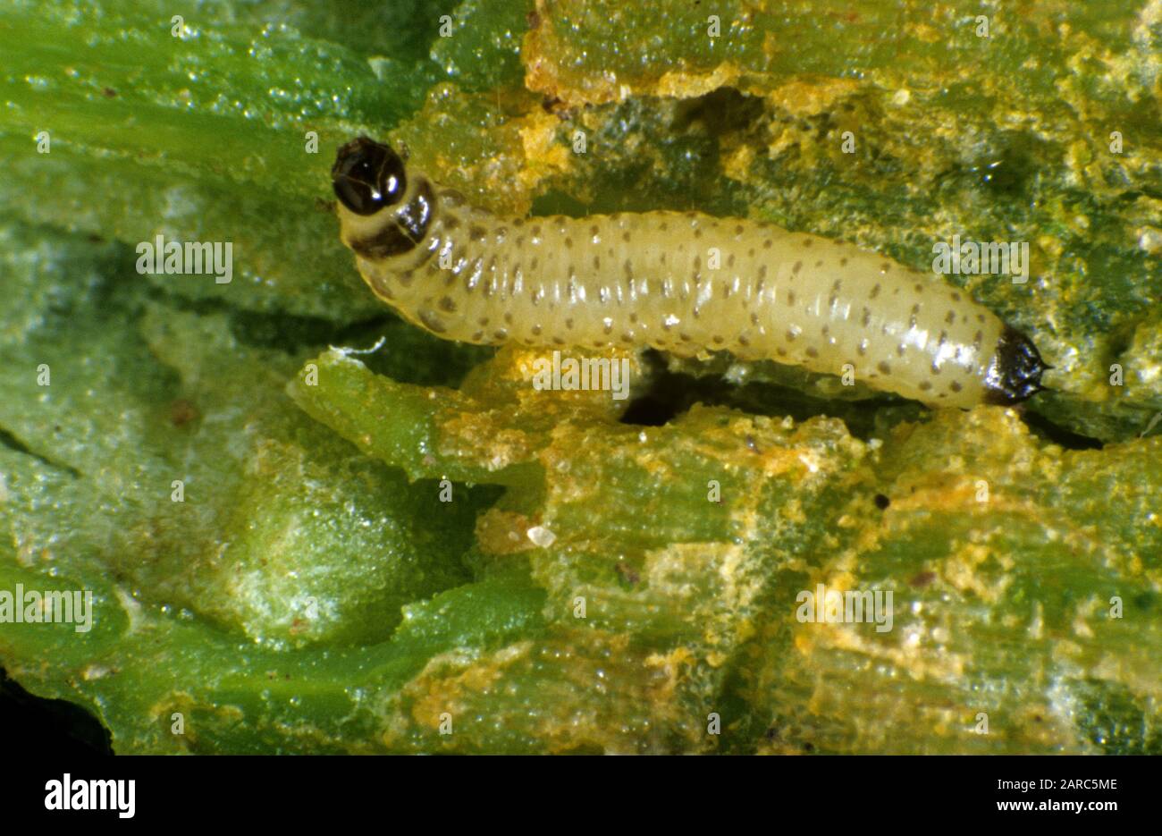 Cabbage stem flea beetle (Psylliodes chrysocephala) brassica pest larva ...