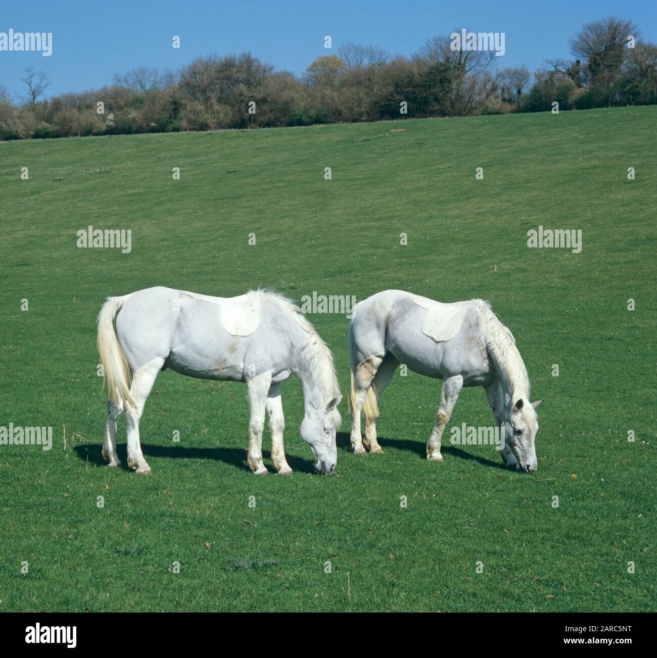 Horses hi-res stock photography and images - Alamy