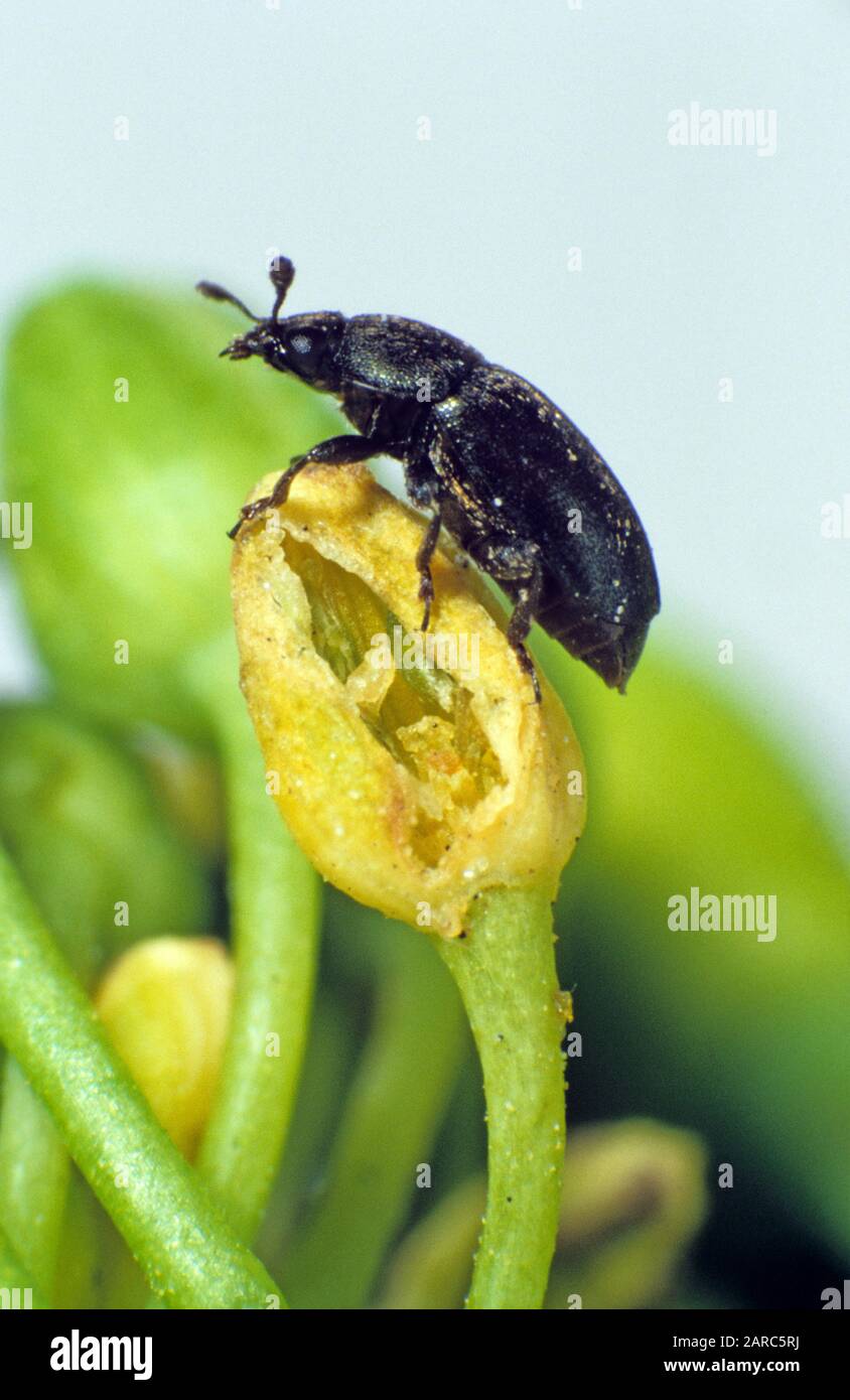 An adult pollen beetle (Brassicogethes aeneus) on a damaged oilseed ...