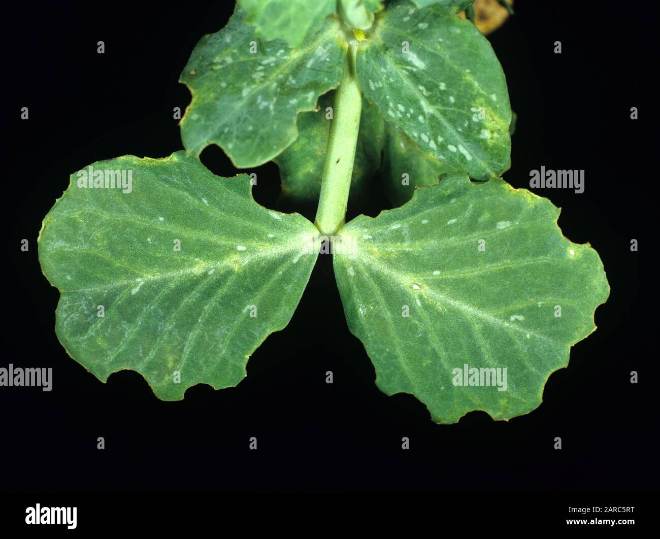 Leaf notching, feeding damage to a pea leaf caused by pea & bean weevil ...