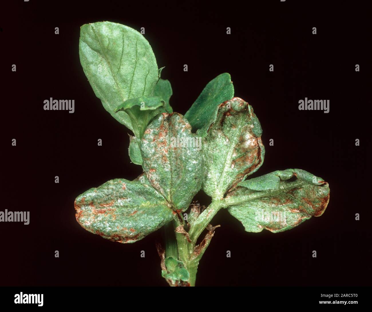 Cabbage thrips (Thrips angusticeps) bronzing and grazing damage to pea ...