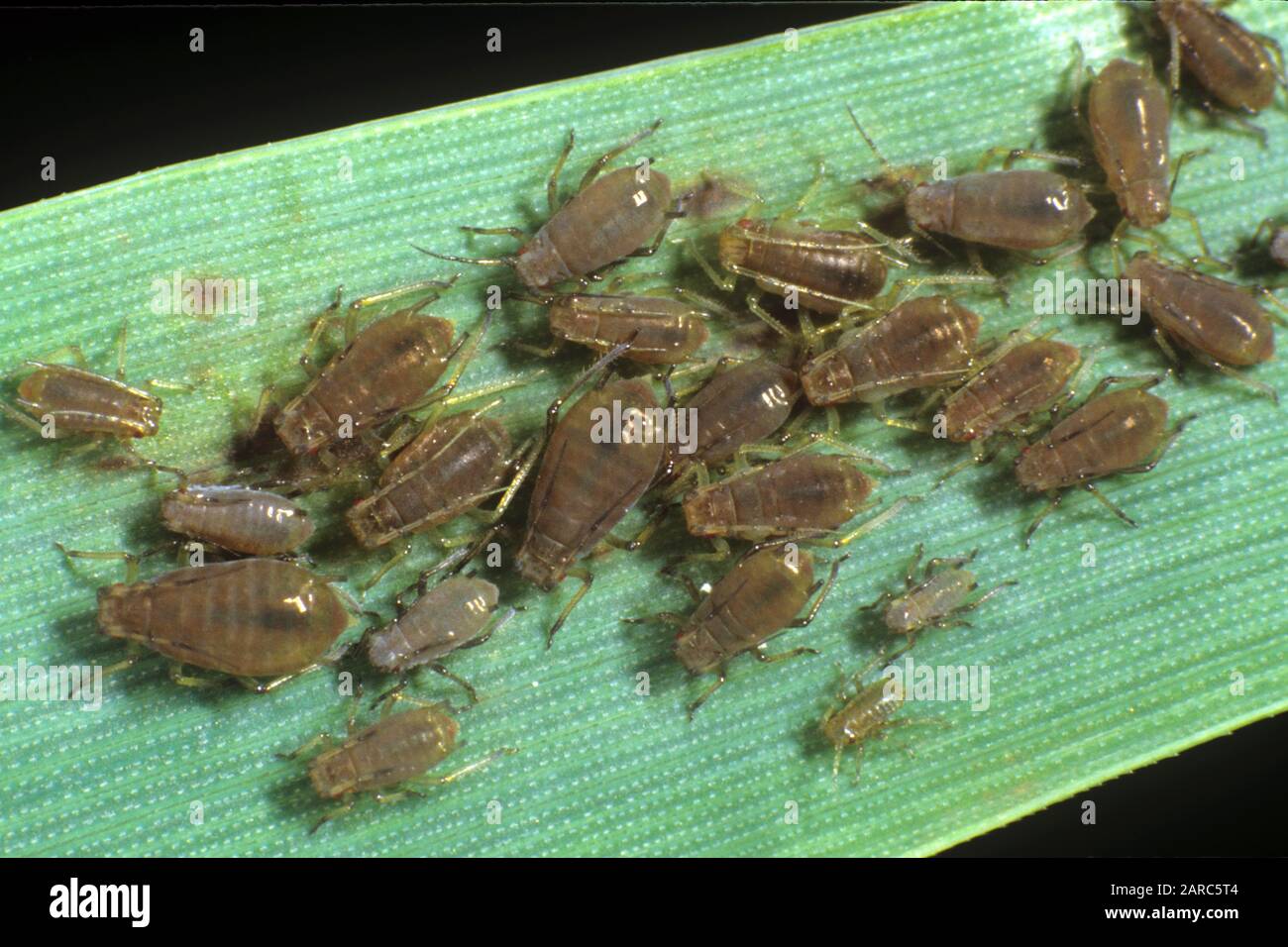 Colony of grain aphids (Sitobion avenae) of various wingless stages on ...