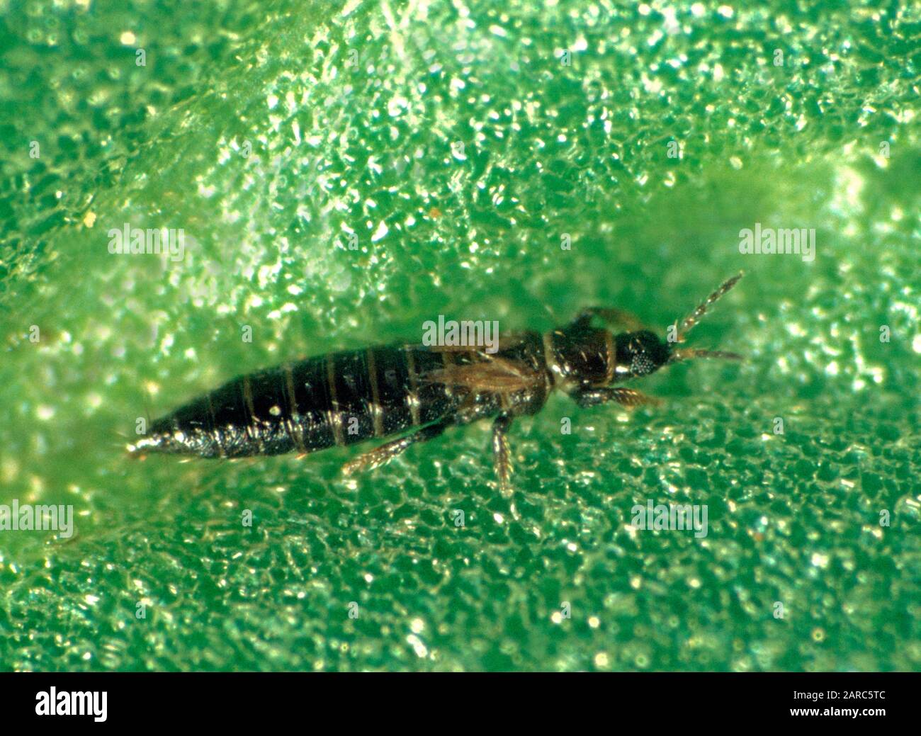 Field thrips (Thrips angusticeps) wingless, micropterous, adult crop ...