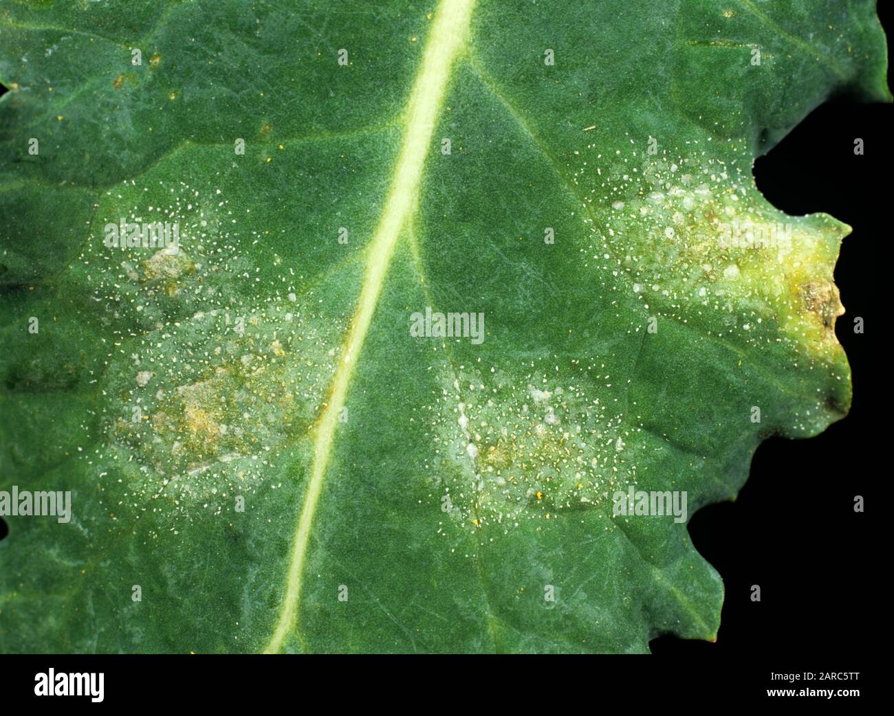 Light leaf spot (Pyrenopeziza brassicae) fungal disease lesion on ...