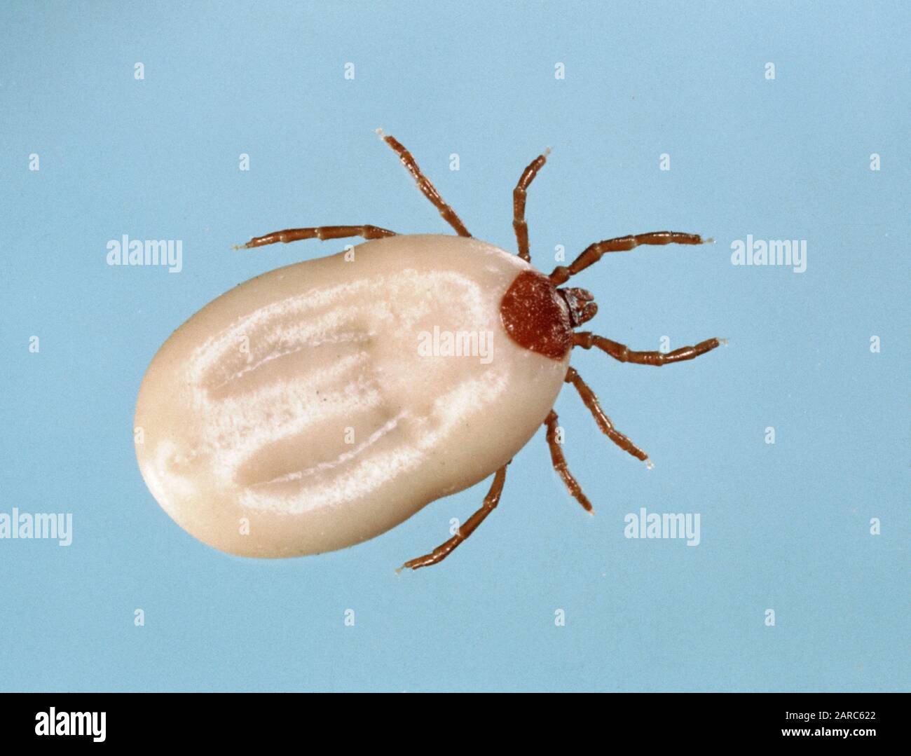 Tick on dog hi-res stock photography and images - Alamy