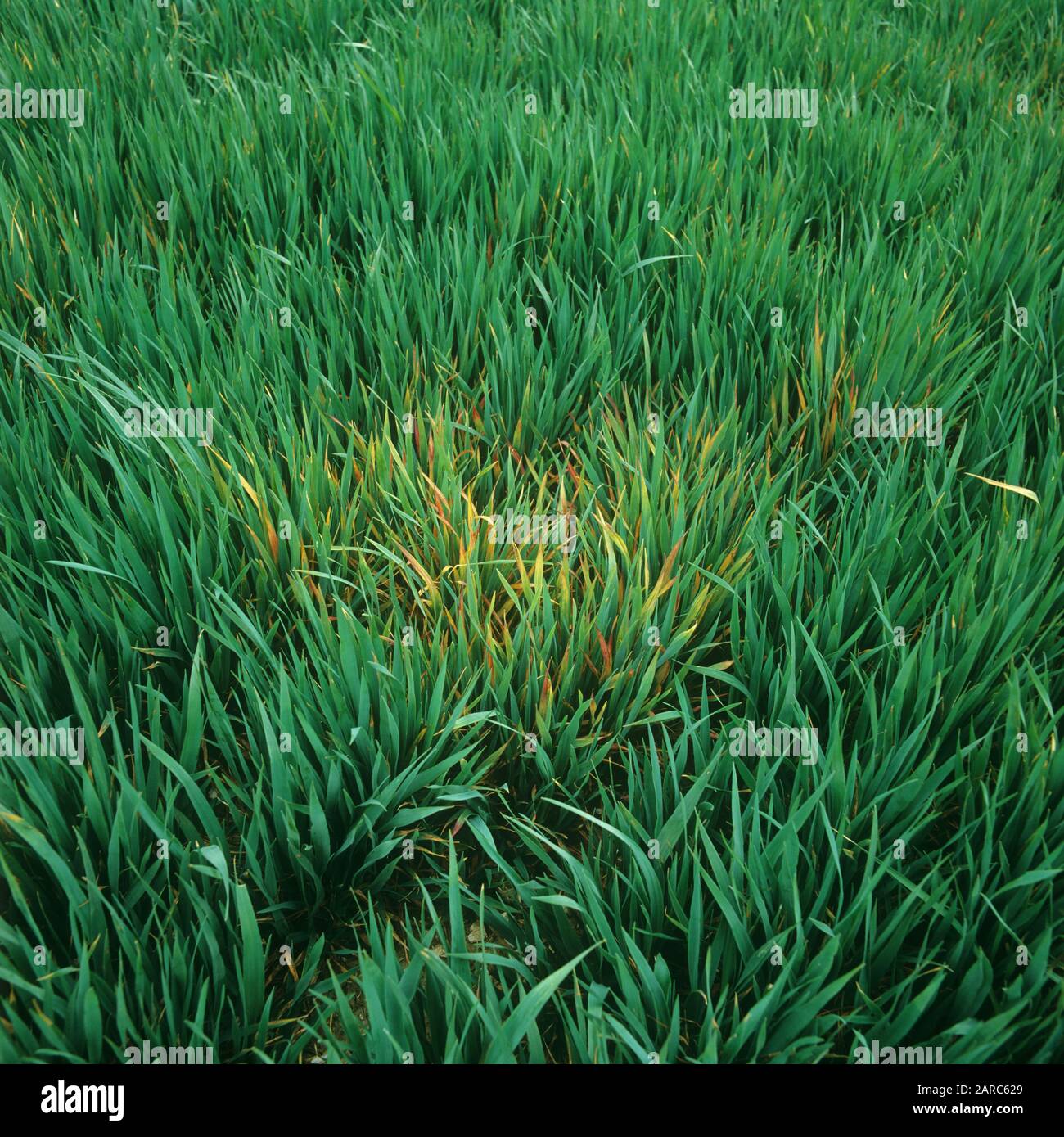 Bydv barley yellow dwarf virus hi-res stock photography and images - Alamy