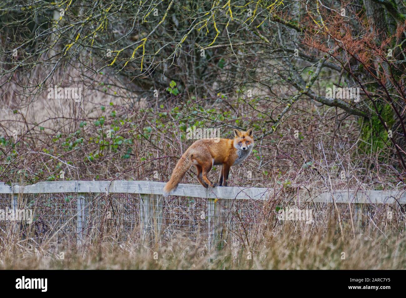 Injured fox hi-res stock photography and images - Alamy